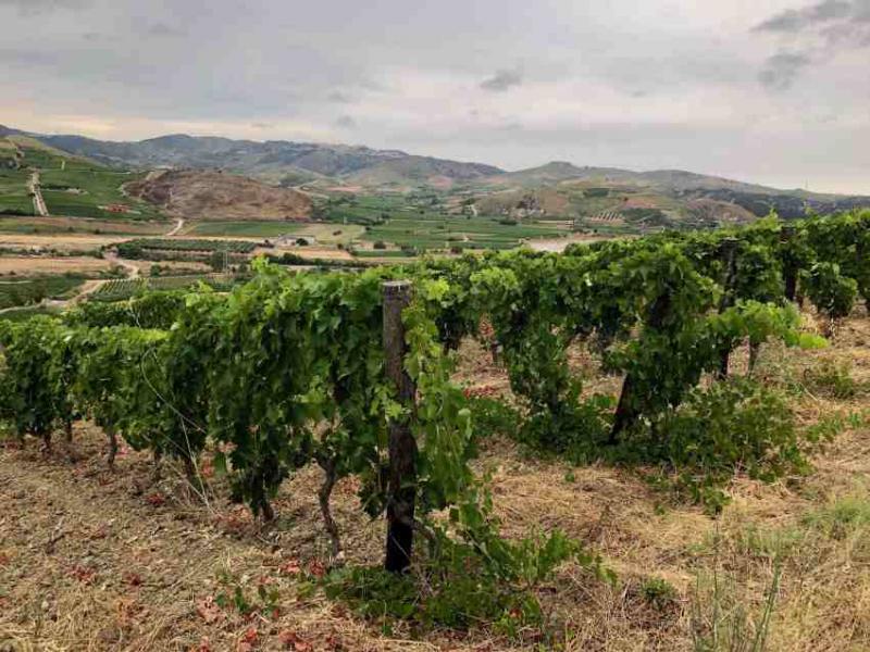 Calabretta vini - Cantina Randazzo (Catania) | Hello Taste