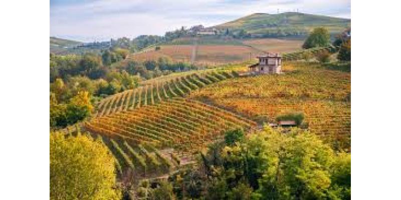 Marcarini vini - Cantina La Morra (Cuneo) | Hello Taste