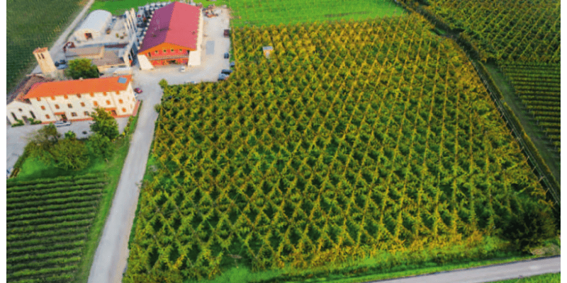 Ca' di Rajo vini - Cantina San Polo Di Piave (Treviso) | Hello Taste