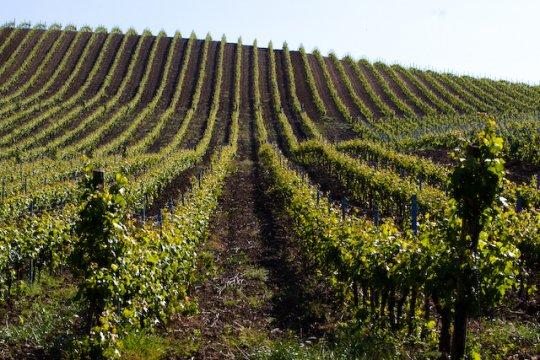 Alessandro di Camporeale vini - Cantina Camporeale (Palermo) | Hello Taste