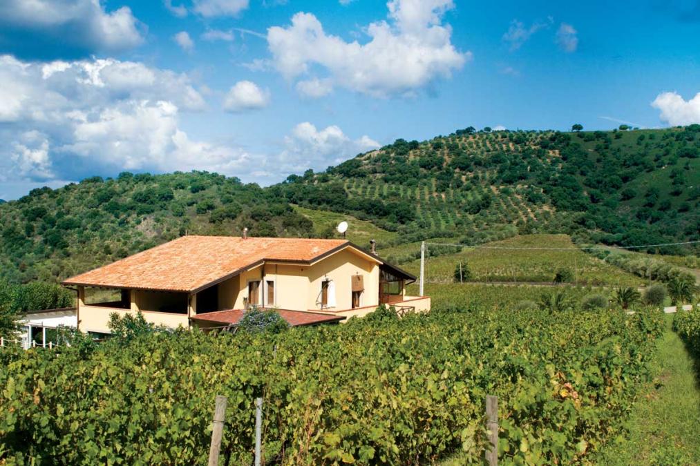 Antica Tindari vini - Cantina Patti (Messina) | Hello Taste Antica Tindari vini - Cantina Patti (Messina) | Hello Taste
