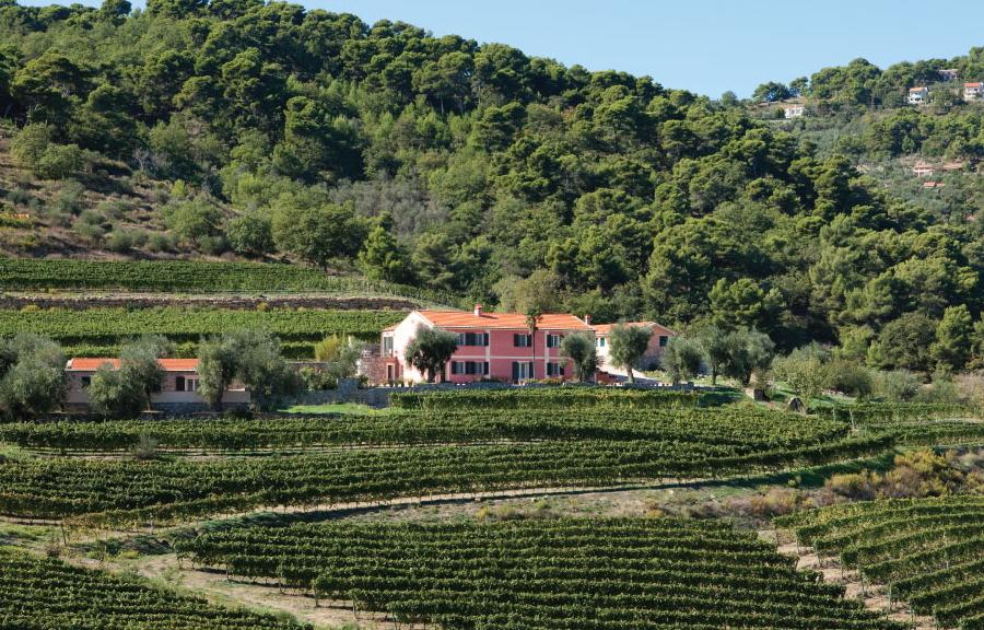 Bianchi Maria Donata vini - Cantina Diano Arentino (Imperia) | Hello Taste Bianchi Maria Donata vini - Cantina Diano Arentino (Imperia) | Hello Taste