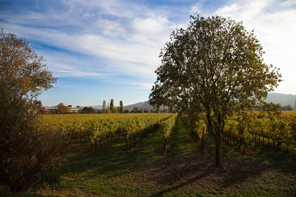Bonfiglio vini - Cantina Monteveglio (Bologna) | Hello Taste