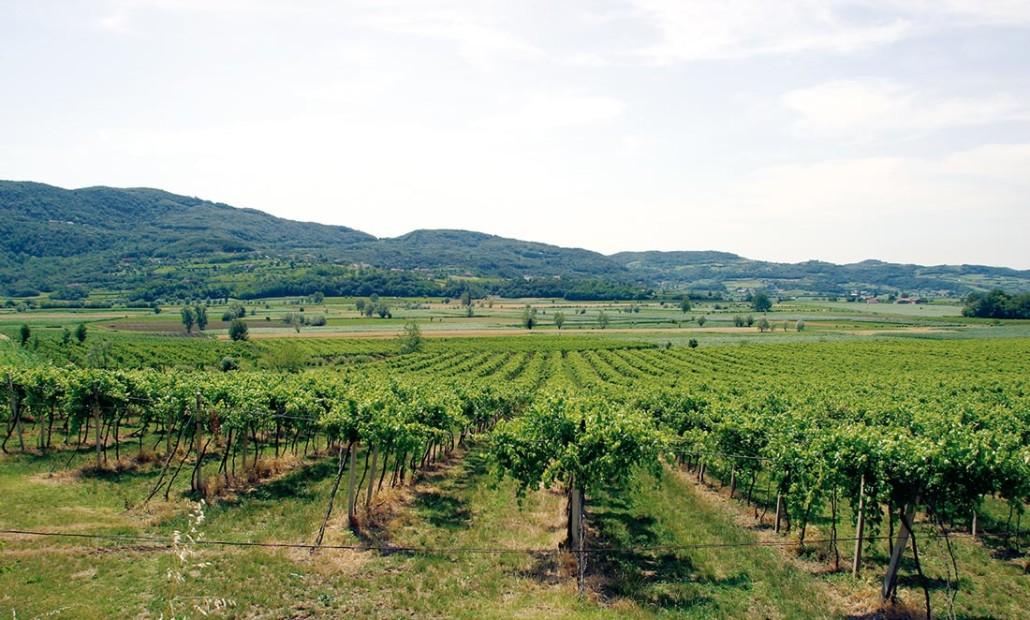 Cantina Colli Vicentini vini - Cantina Montecchio Maggiore (Vicenza ...