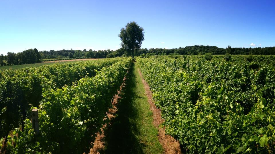 Cantina Gozzi vini - Cantina Monzambano (Mantova) | Hello Taste