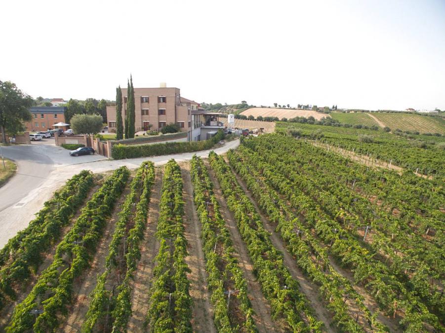 Chiusa Grande vini - Cantina Nocciano (Pescara) | Hello Taste