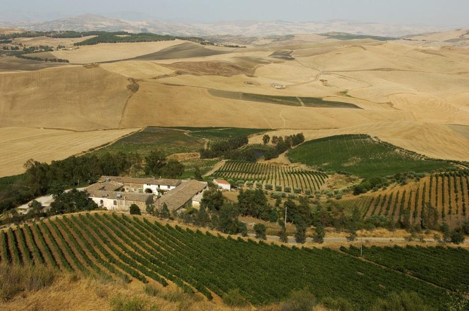 Feudo Montoni vini - Cantina Cammarata (Agrigento) | Hello Taste