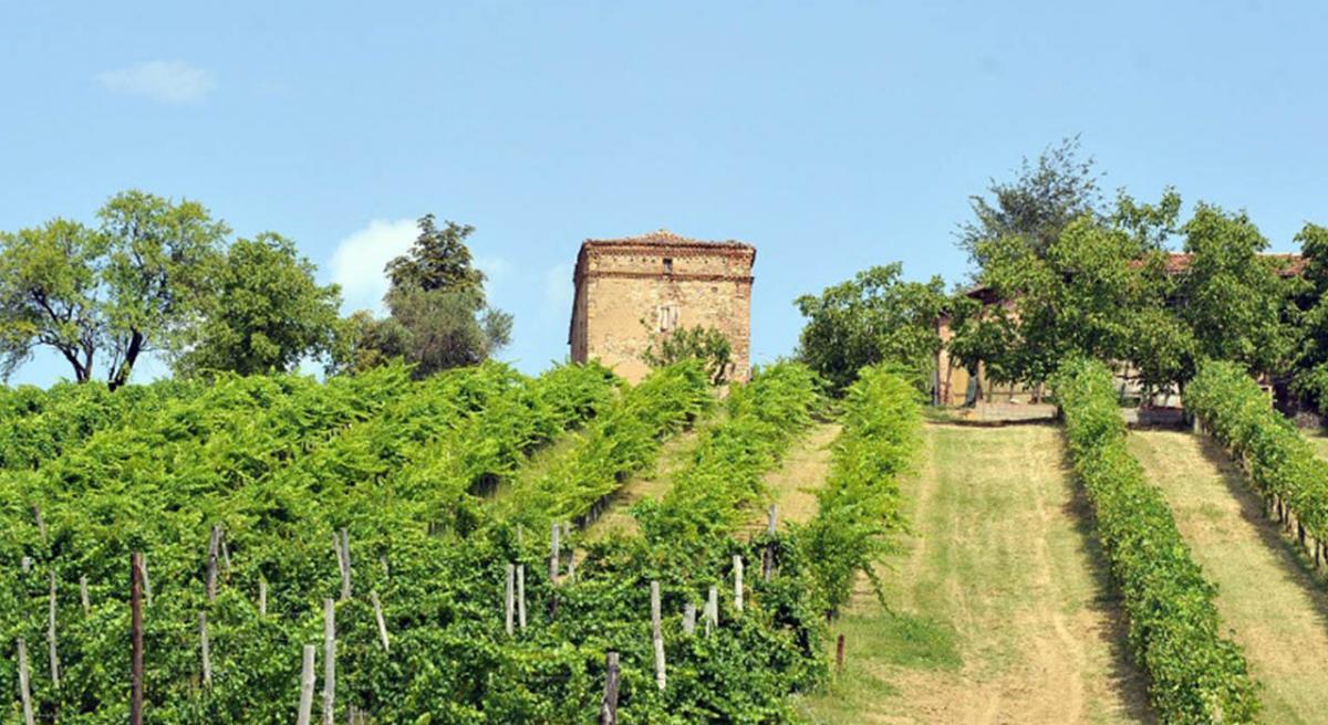 Fiorini vini - Cantina Barchi (Pesaro Urbino) | Hello Taste