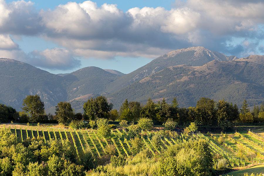 Le Macchie vini - Cantina Rieti | Hello Taste