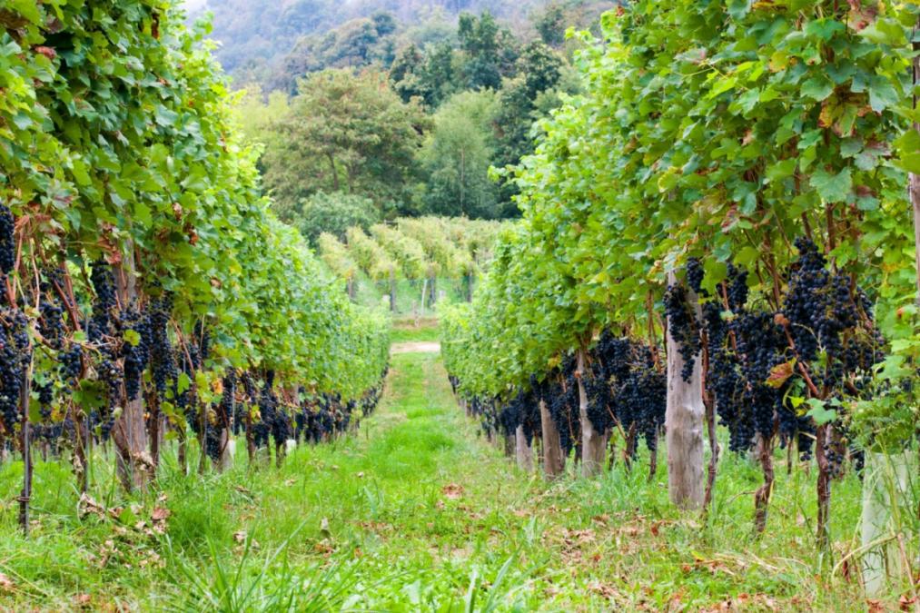 Le Piane vini - Cantina Boca (Novara) | Hello Taste