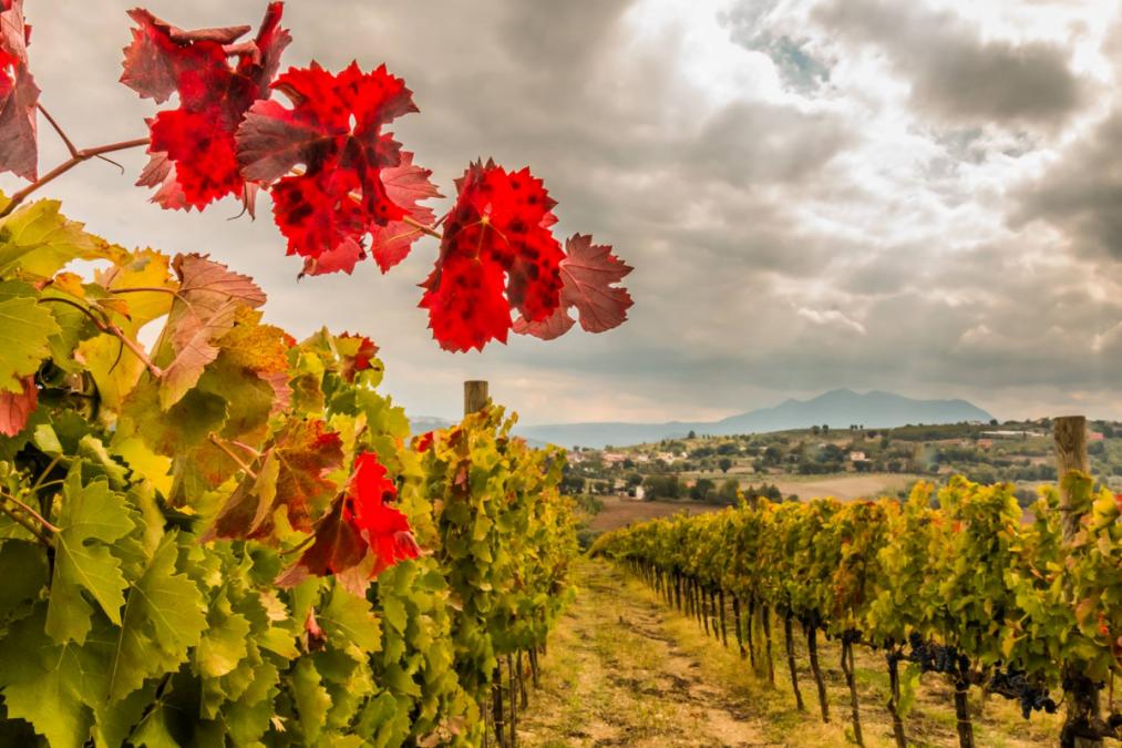 Nardone Nardone vini - Cantina Pietradefusi (Avellino) | Hello Taste