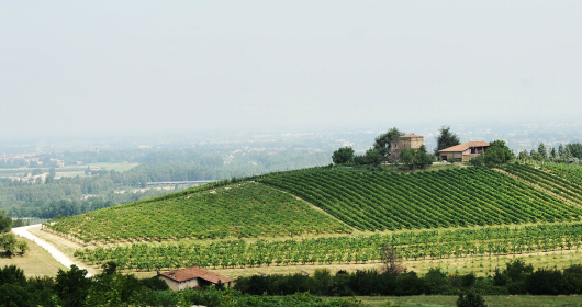 Poderi Fiorini vini - Cantina Savignano Sul Panaro (Modena) | Hello Taste