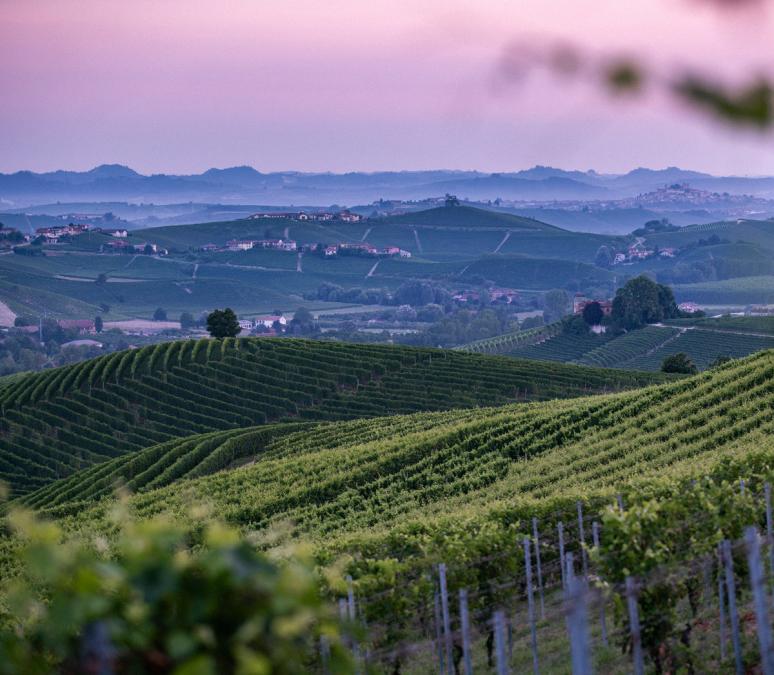 Prunotto vini - Cantina Alba (Cuneo) | Hello Taste