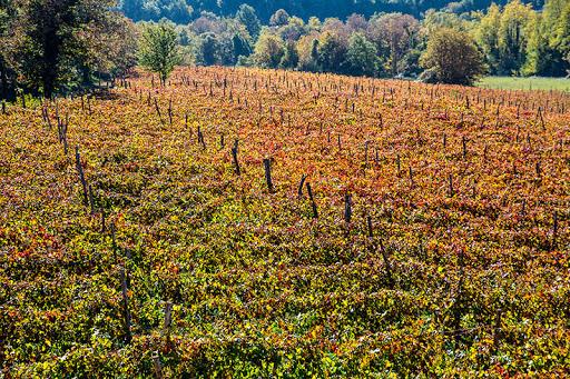 Sclavia vini - Cantina Liberi (Caserta) | Hello Taste