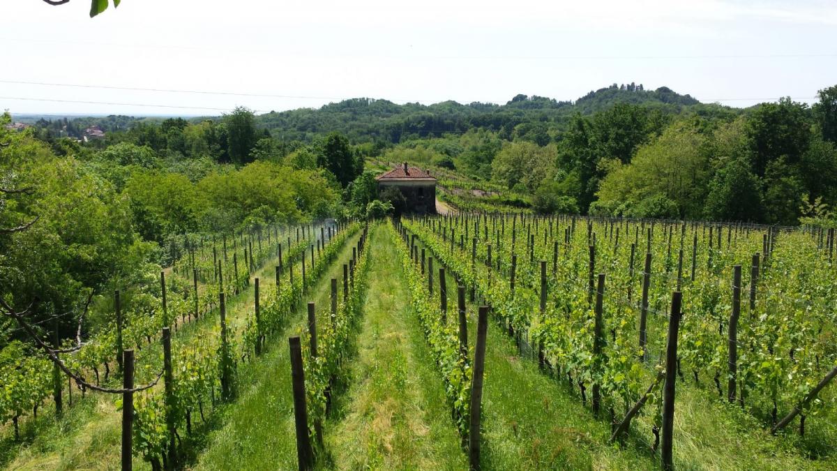 Tiziano Mazzoni vini - Cantina Cavaglio D'agogna (Novara) | Hello Taste