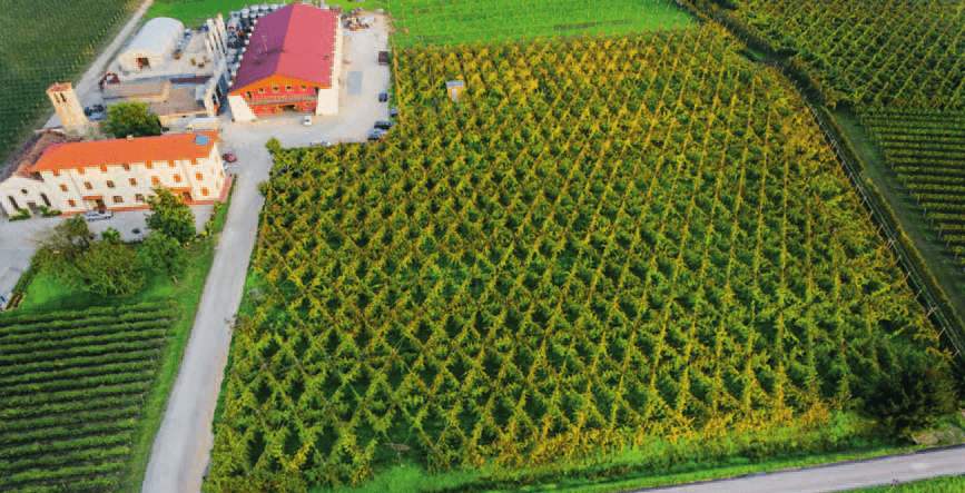 Ca' di Rajo vini - Cantina San Polo Di Piave (Treviso) | Hello Taste