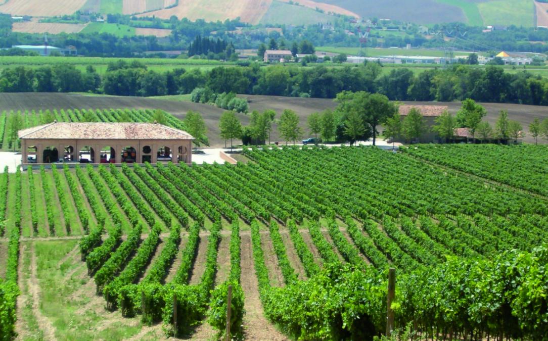 Il Pollenza vini - Cantina Tolentino (Macerata) | Hello Taste